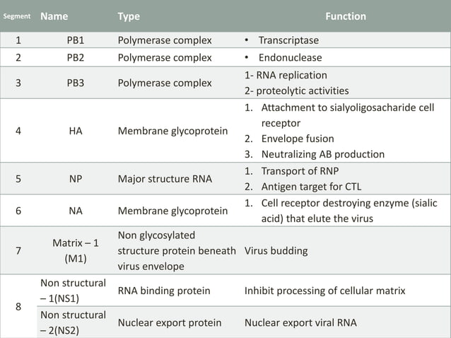 Avian Influenza Virus | PPTX | Cold and Flu | Diseases and Conditions