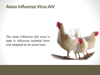 Avian Influenza Virus | PPTX