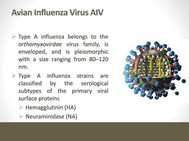 Avian Influenza Virus | PPTX | Cold and Flu | Diseases and Conditions