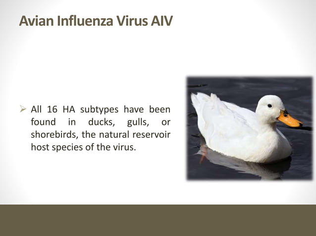 Avian Influenza Virus | PPTX | Cold and Flu | Diseases and Conditions