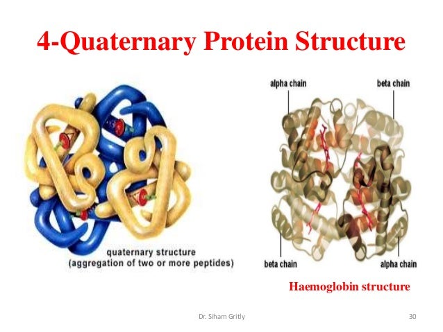 Quaternary Structure Of Protein Definition Lesson Quiz