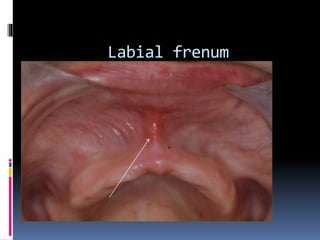 2-Anatomical land mark.pptx