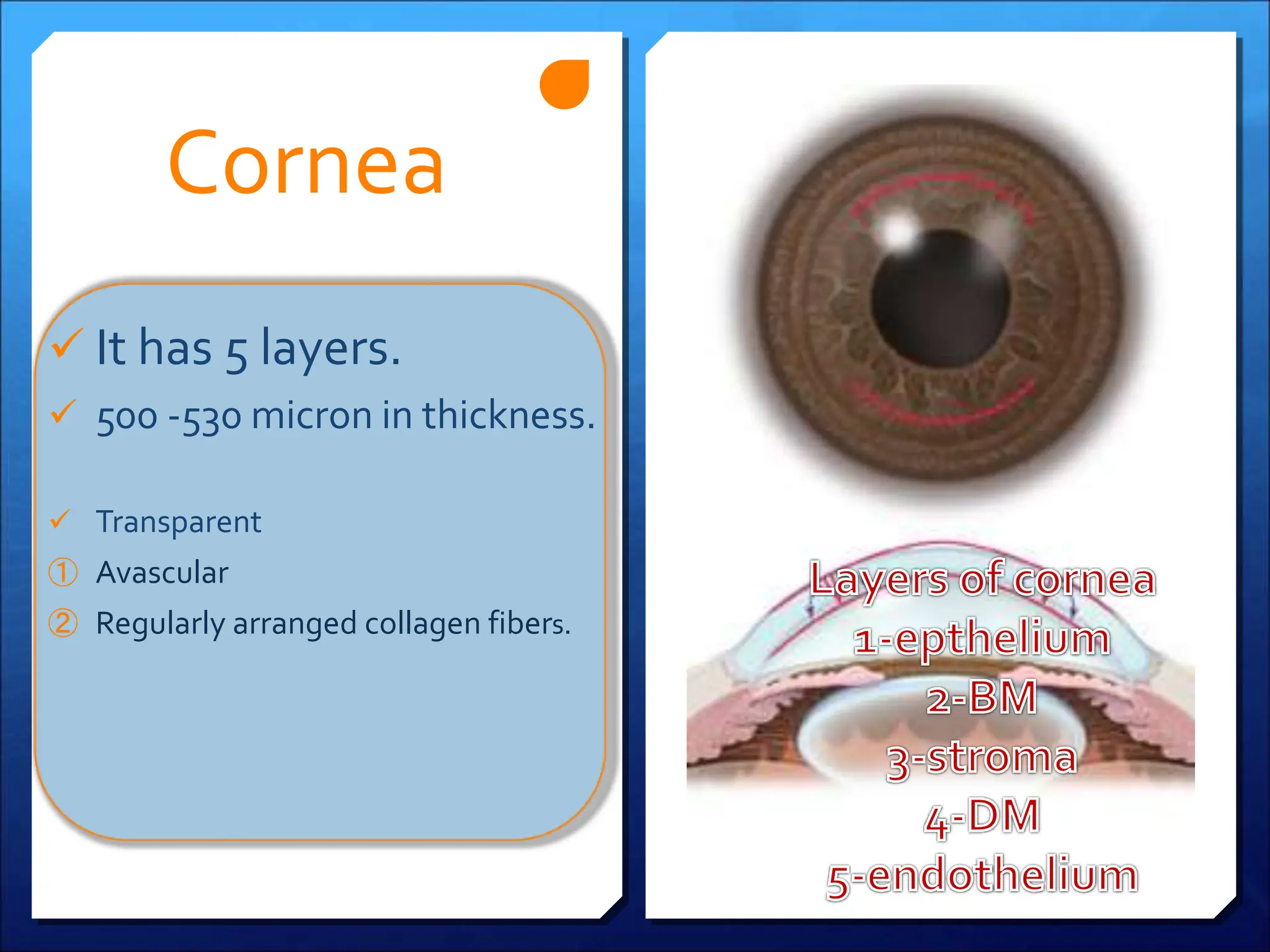 2- anatomy and physiology of the eye (Dr. essam.ppt