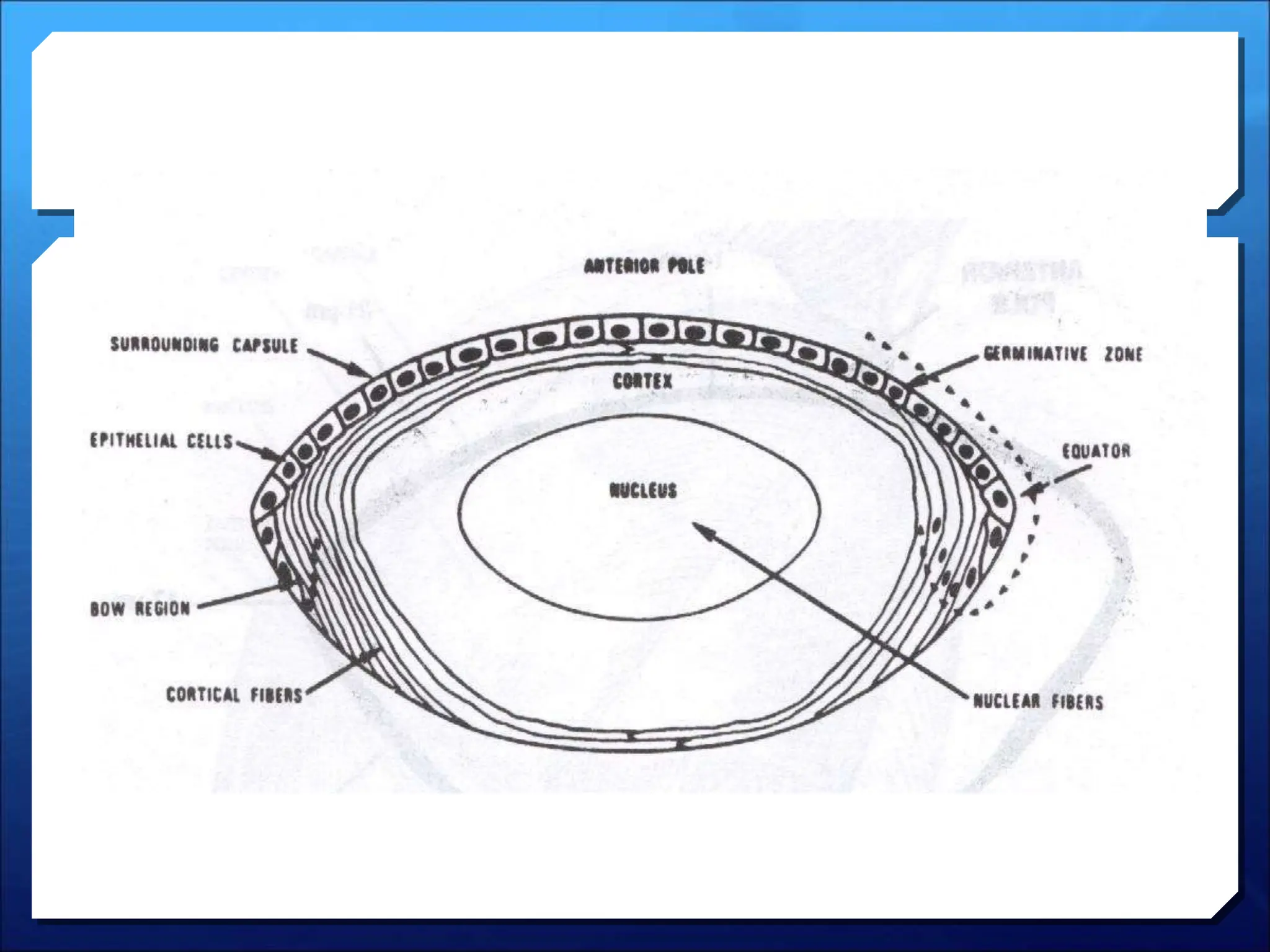 2- anatomy and physiology of the eye (Dr. essam.ppt