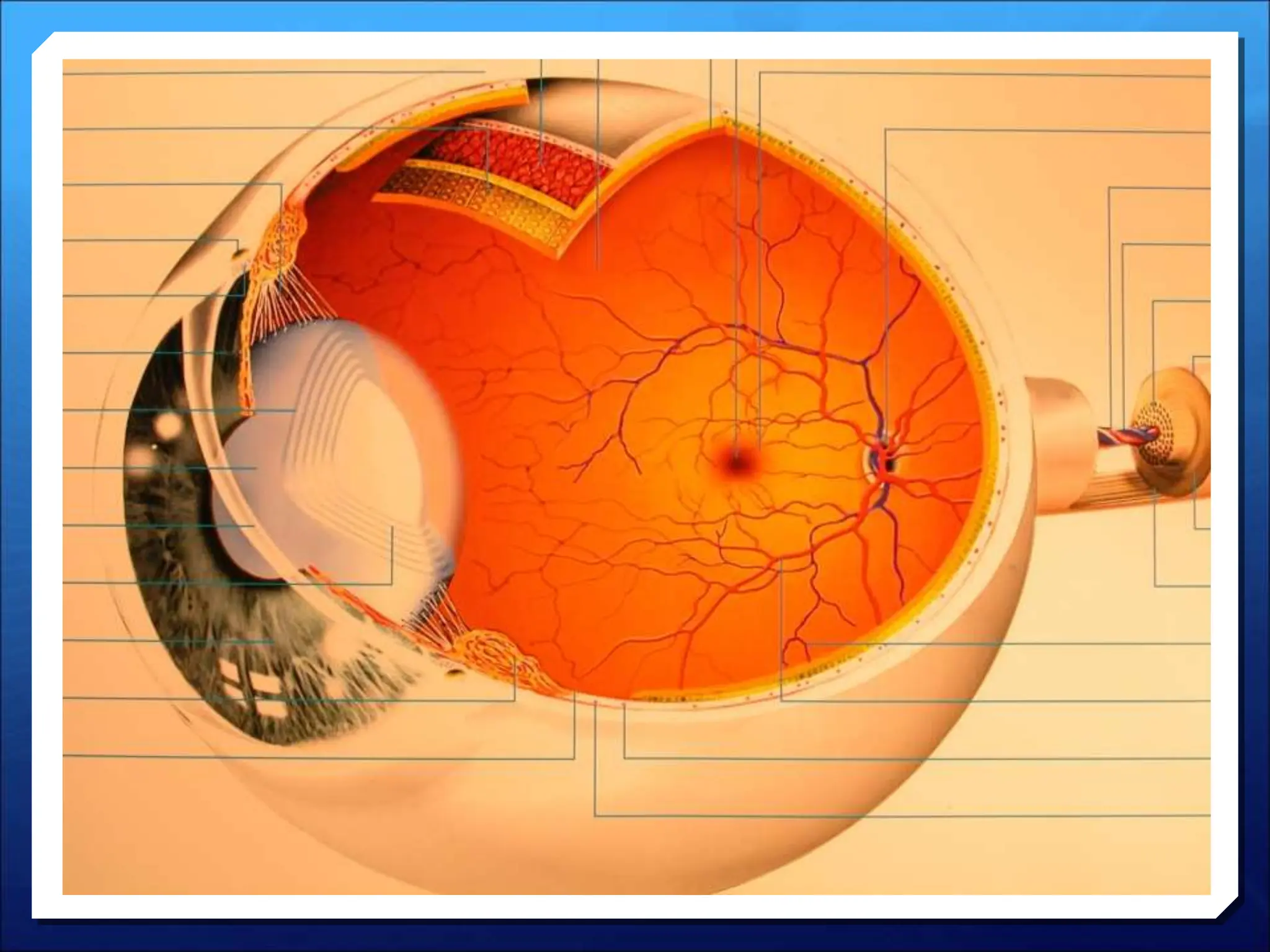 2- anatomy and physiology of the eye (Dr. essam.ppt