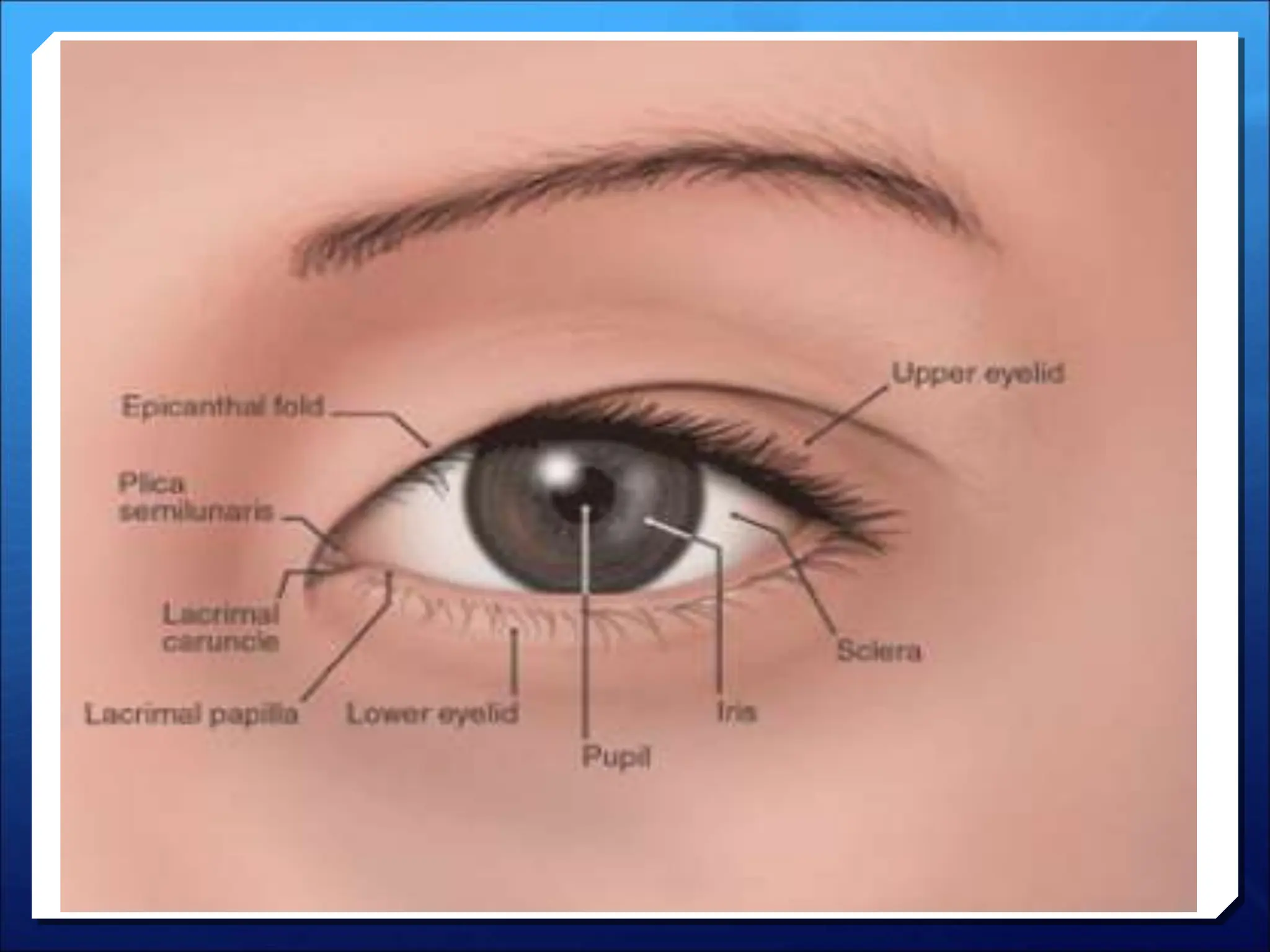 2- anatomy and physiology of the eye (Dr. essam.ppt