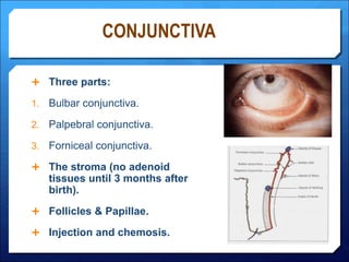 2- anatomy and physiology of the eye (Dr. essam.ppt