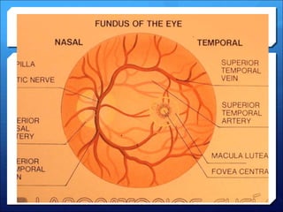 2- anatomy and physiology of the eye (Dr. essam.ppt