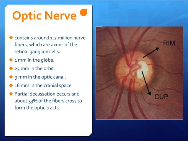 2- anatomy and physiology of the eye (Dr. essam.ppt