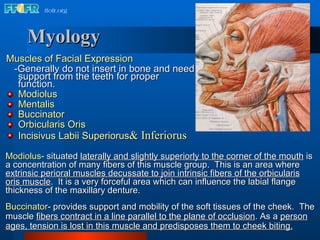 2.anatomy of the denture foundation areas | PPT