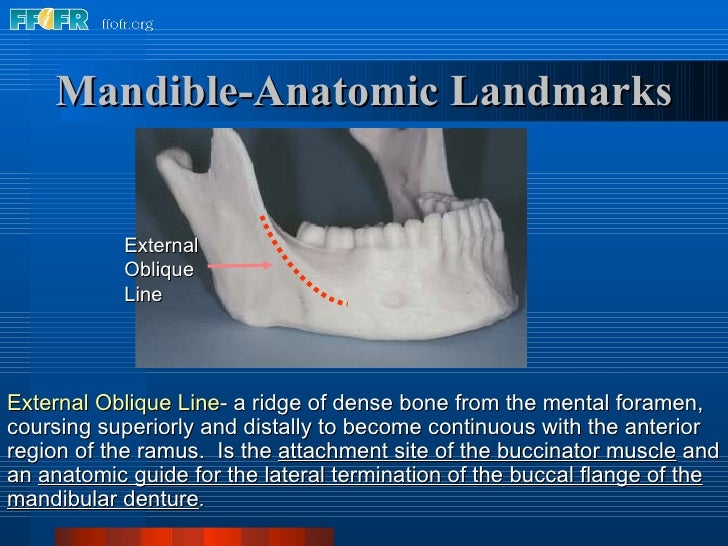 2.anatomy of the denture foundation areas
