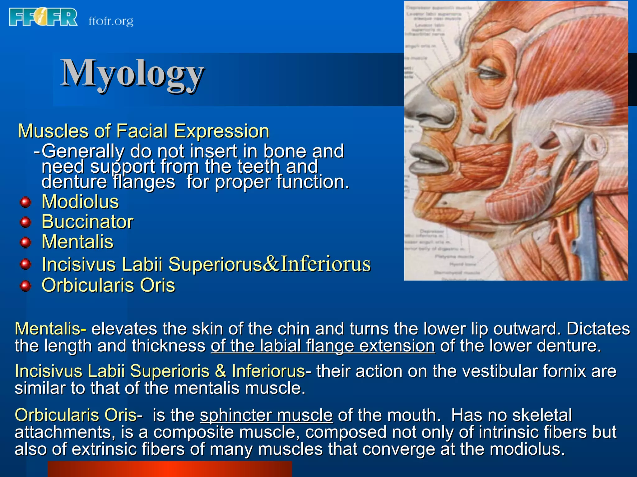 2.anatomy of the denture foundation areas | PPT