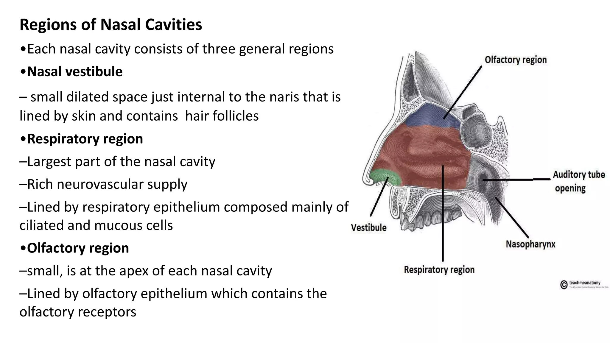 Anatomy of The Nose | PPTX