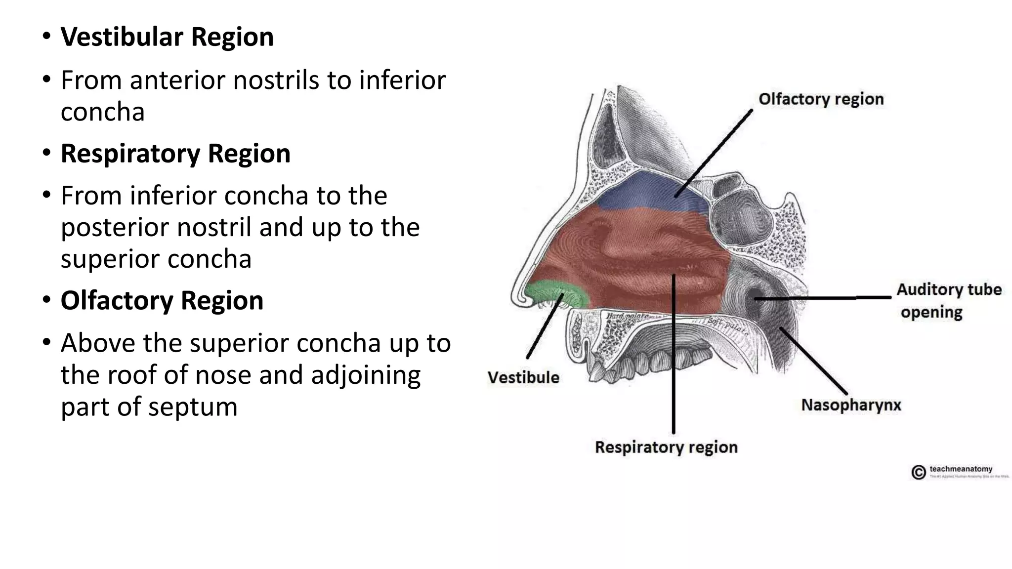 Anatomy of The Nose | PPTX