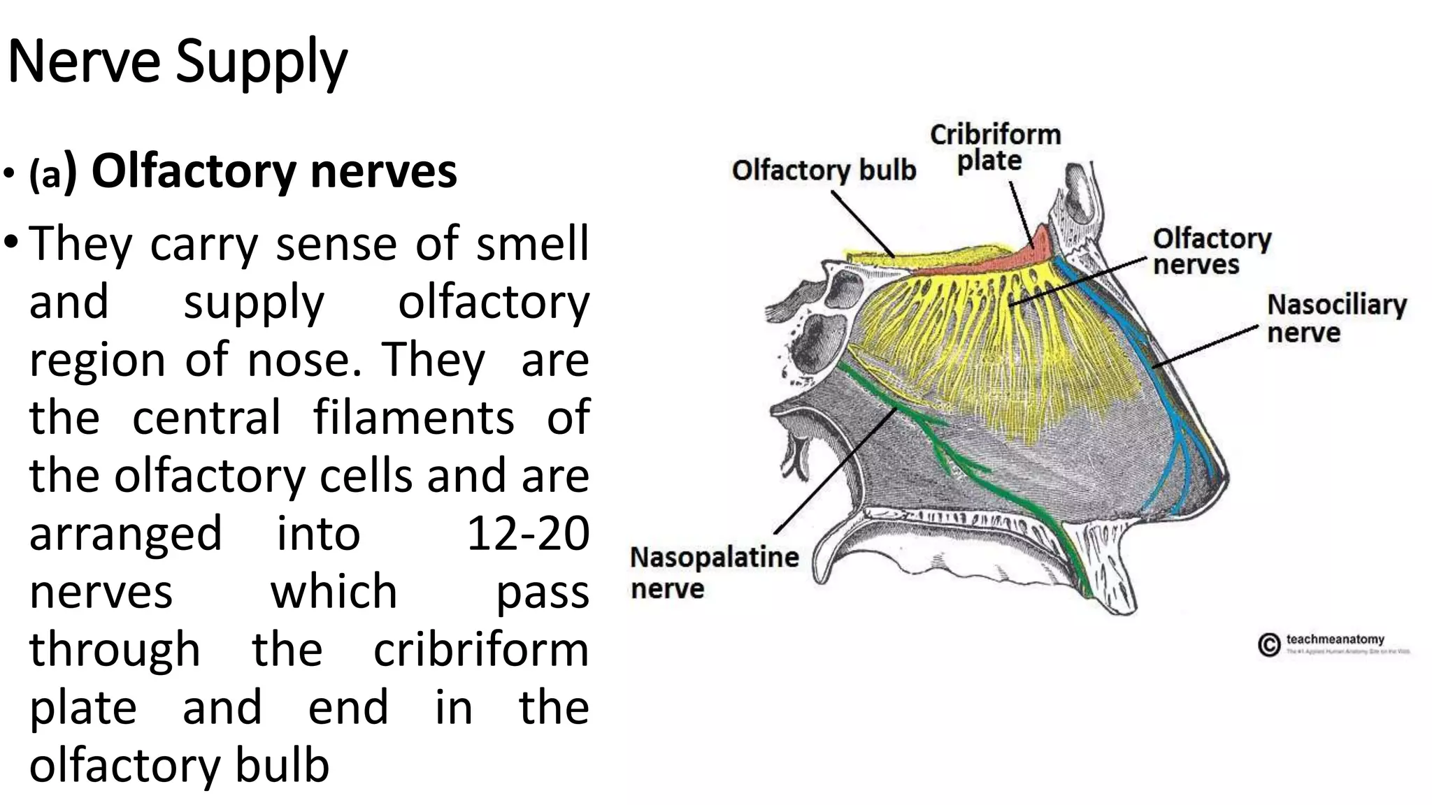 Anatomy of The Nose | PPTX