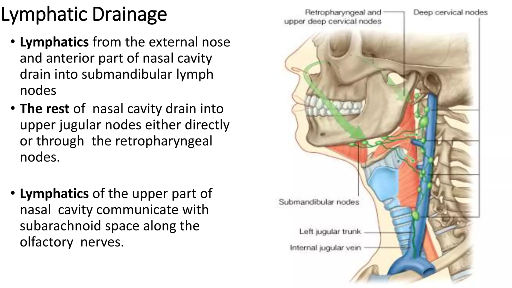 Anatomy of The Nose | PPTX