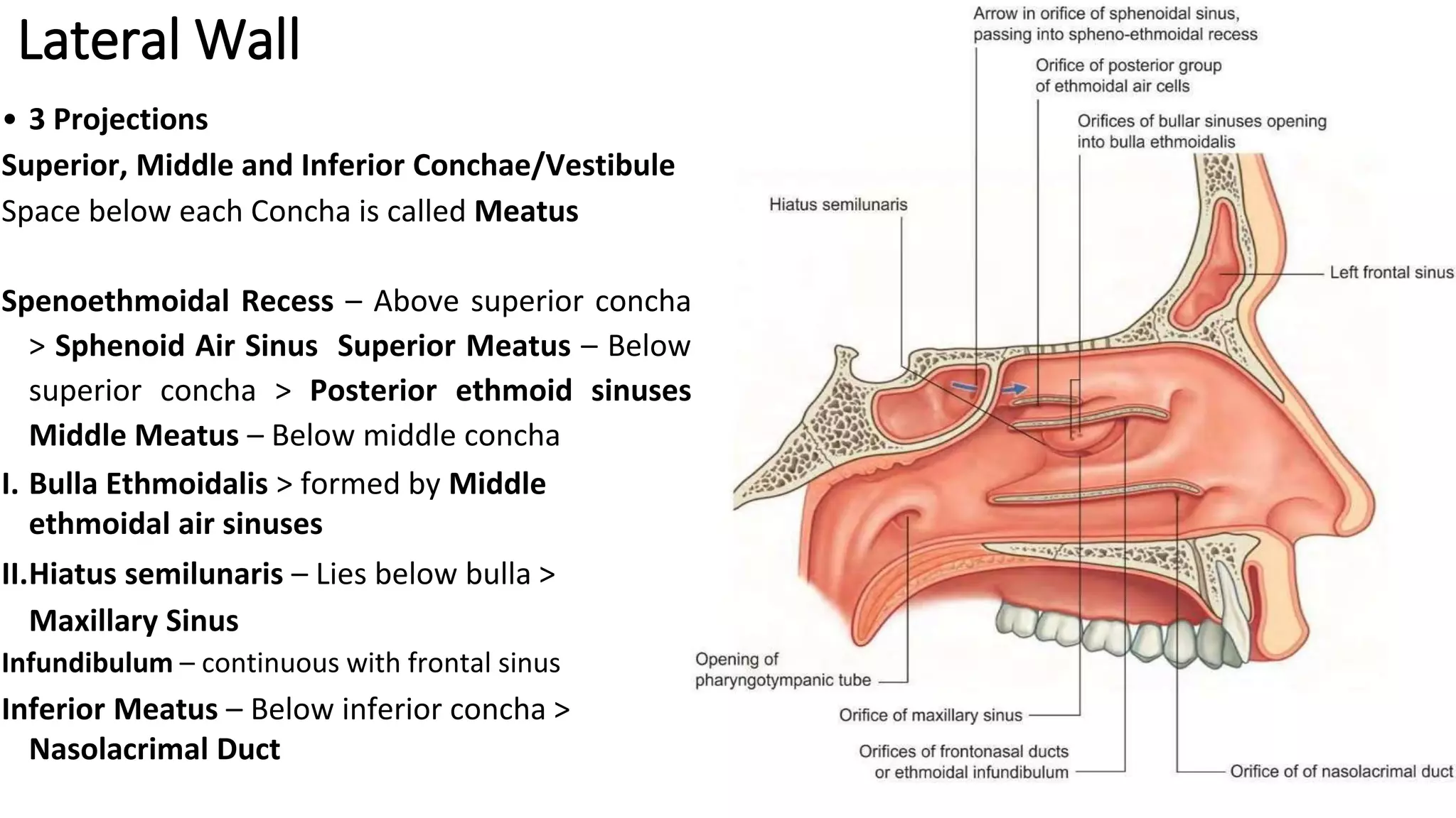 Anatomy of The Nose | PPTX