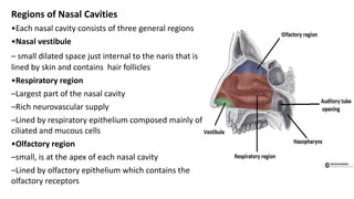 Anatomy of The Nose | PPTX