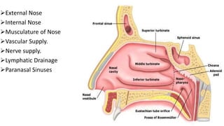 Anatomy of The Nose | PPTX