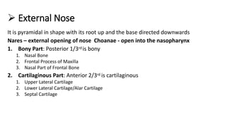 Anatomy of The Nose | PPTX