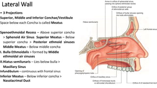 Anatomy of The Nose | PPTX