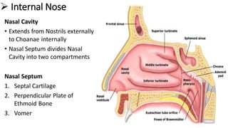 Anatomy of The Nose | PPT