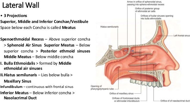 Anatomy of The Nose