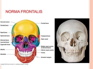 2-ANATOMY OF THE SKULL.pptxppppppppppppp | PPTX