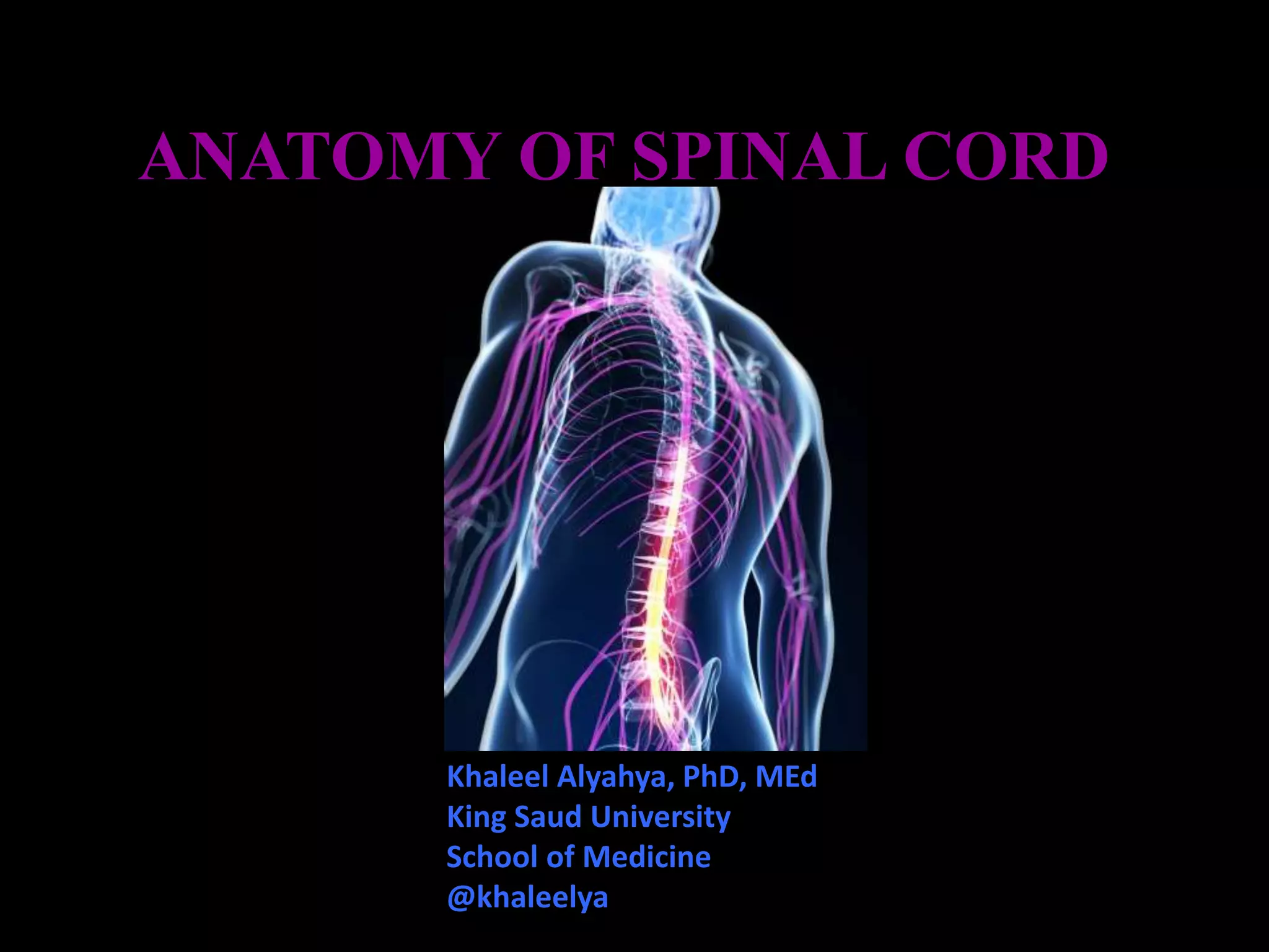 Anatomy of the Spinal Cord.ppt