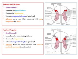 Anatomy of the Spinal Cord.ppt