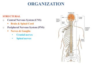 Anatomy of the Spinal Cord.ppt