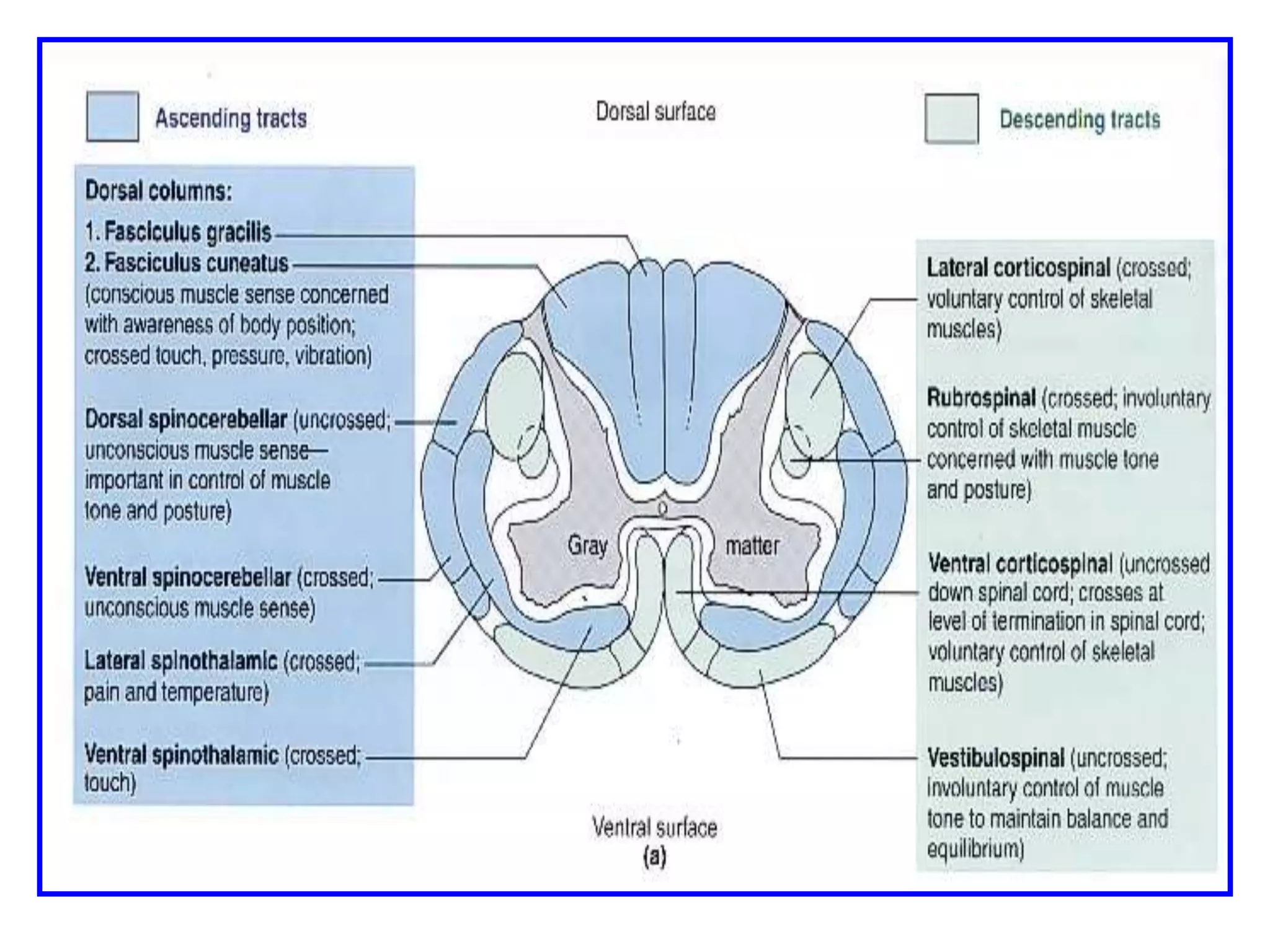 2-Anatomy of the Spinal Cord.ppt