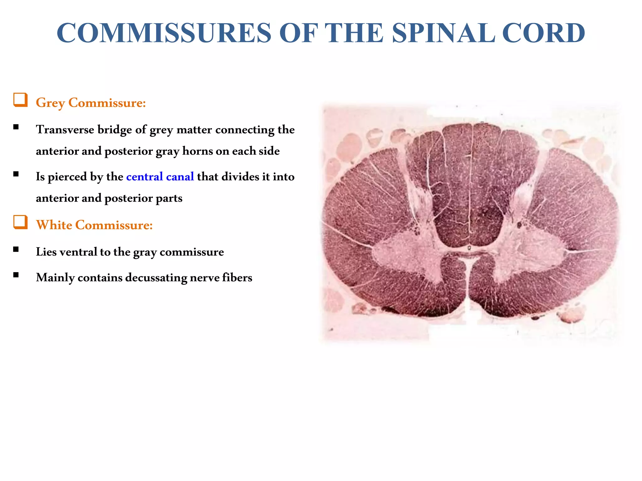2-Anatomy of the Spinal Cord.ppt