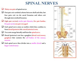 2-Anatomy of the Spinal Cord.ppt