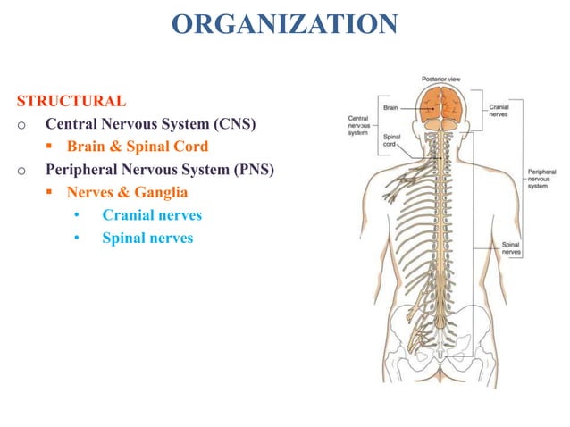 2-Anatomy of the Spinal Cord.ppt