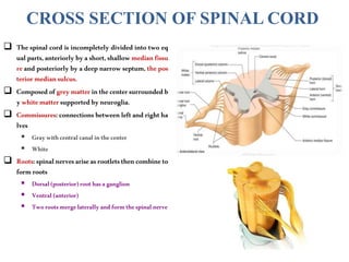 The Complete Anatomy of the Spinal Cord.pptx