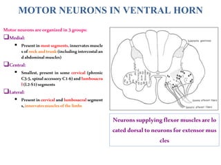 The Complete Anatomy of the Spinal Cord.pptx