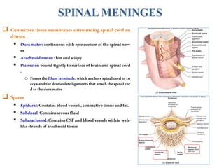 The Complete Anatomy of the Spinal Cord.pptx