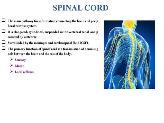 The Complete Anatomy of the Spinal Cord.pptx