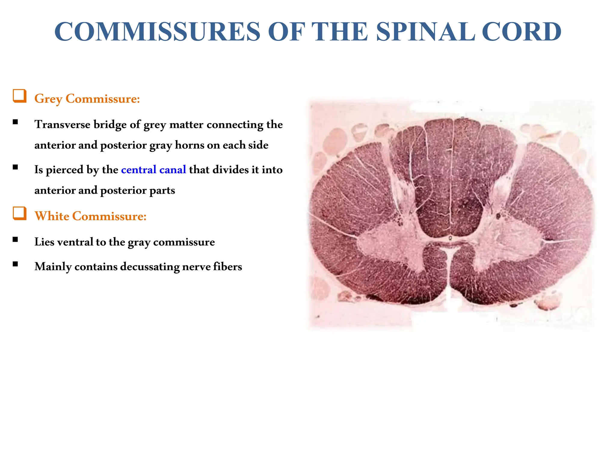2-Anatomy of the Spinal Cord (1).ppt