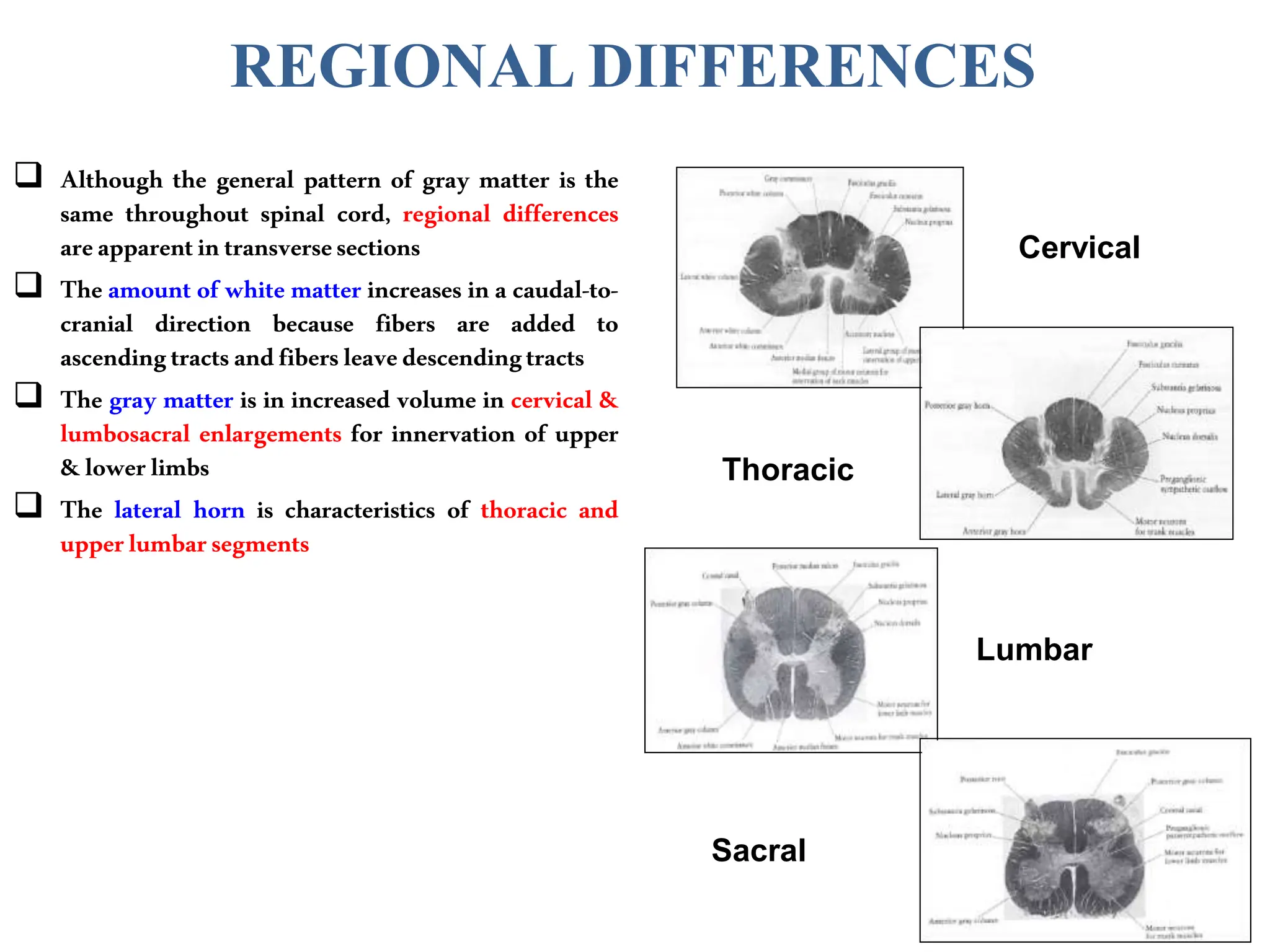 2-Anatomy of the Spinal Cord (1).ppt