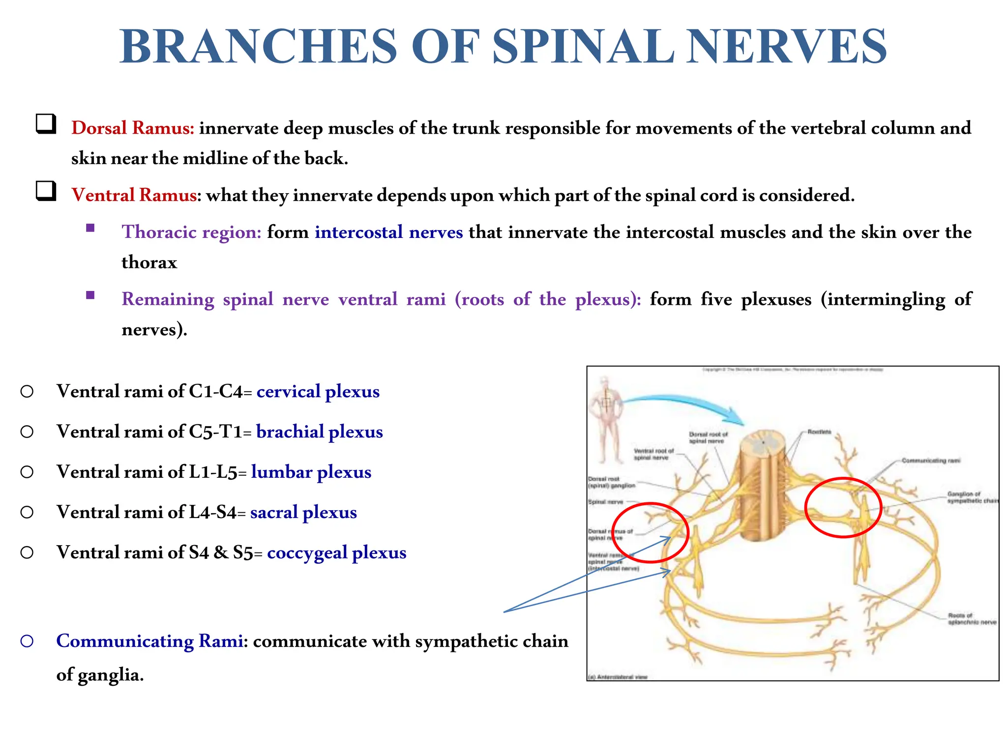 2-Anatomy of the Spinal Cord (1).ppt