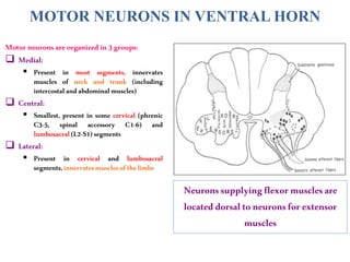 2-Anatomy of the Spinal Cord (1).ppt