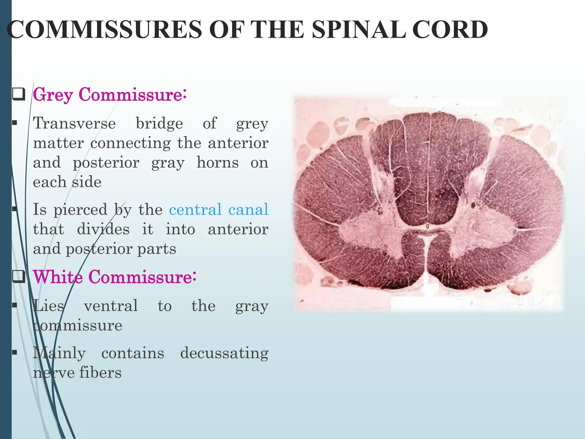 2-Anatomy of the Spinal Cord [Autosaved].ppt