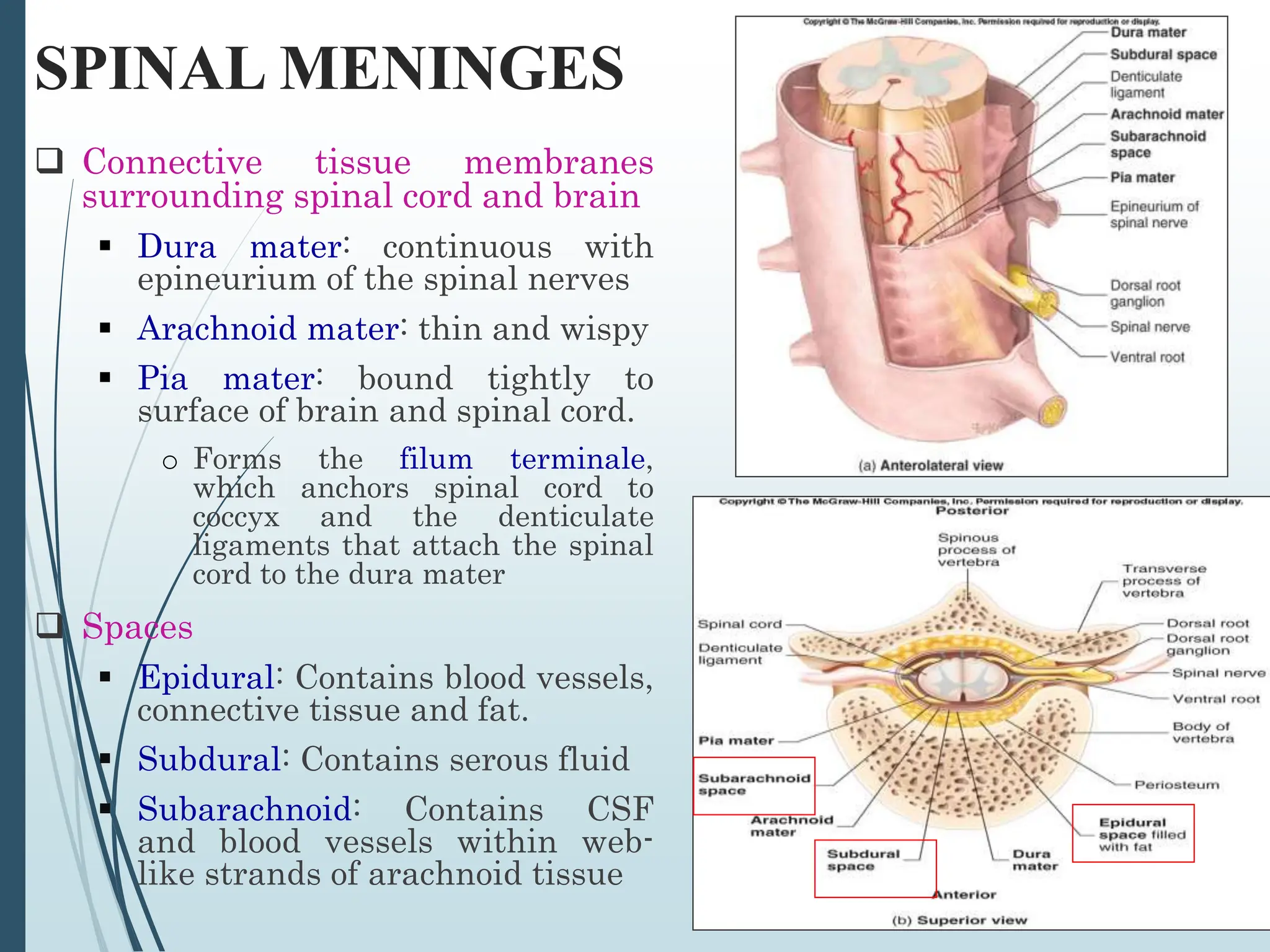2-Anatomy of the Spinal Cord [Autosaved].ppt