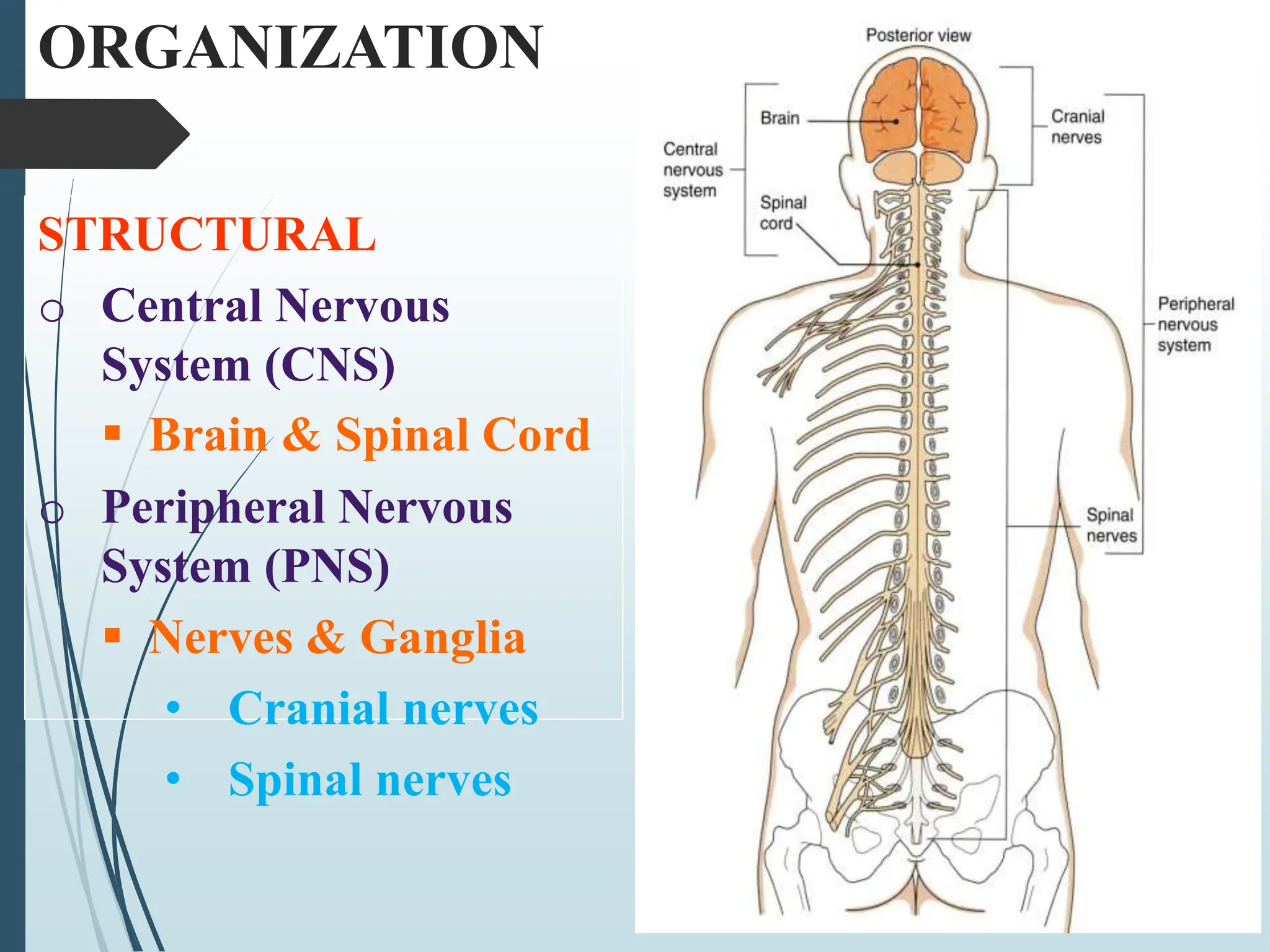 2-Anatomy of the Spinal Cord [Autosaved].ppt