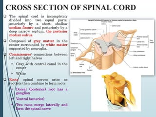 2-Anatomy of the Spinal Cord [Autosaved].ppt