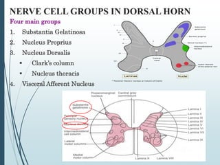 2-Anatomy of the Spinal Cord [Autosaved].ppt