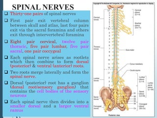 2-Anatomy of the Spinal Cord [Autosaved].ppt