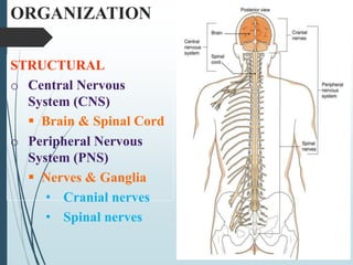 2-Anatomy of the Spinal Cord [Autosaved].ppt
